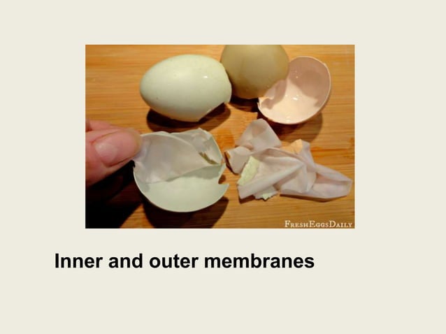 TLE-HE 10 ANATOMY OF EGG | PPTX