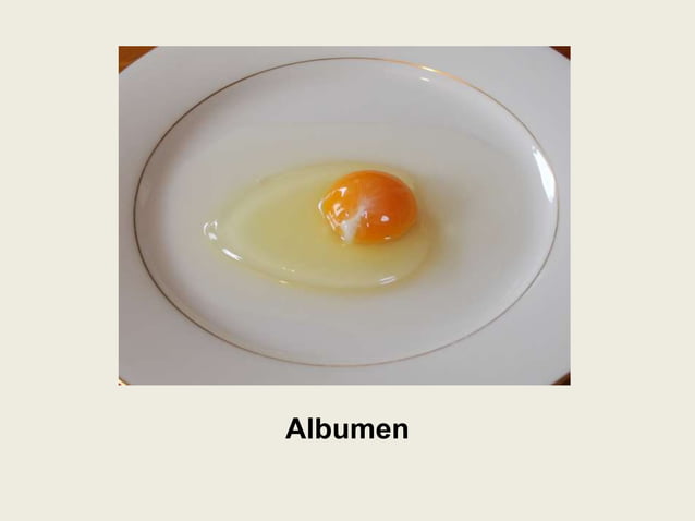 TLE-HE 10 ANATOMY OF EGG | PPTX