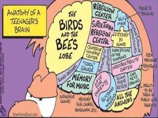 Tle Ii Understanding Teen Behaviour | PPT