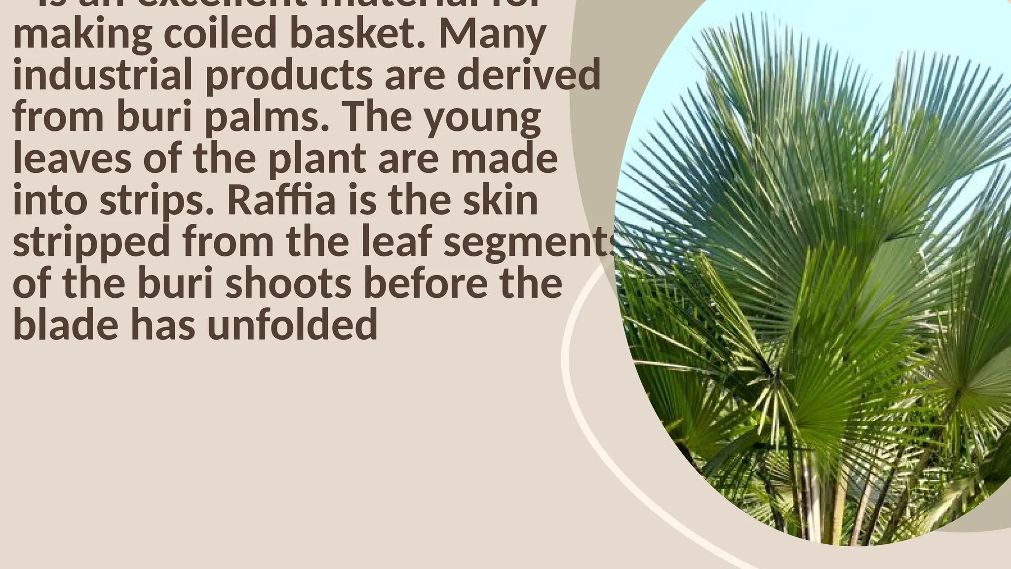 TLE 10-HANDICRAFT (MACRAME AND BASKETRY) | PPTX