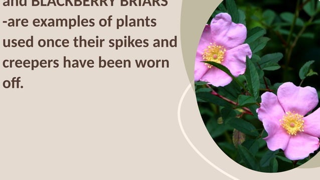 TLE 10-HANDICRAFT (MACRAME AND BASKETRY) | PPTX