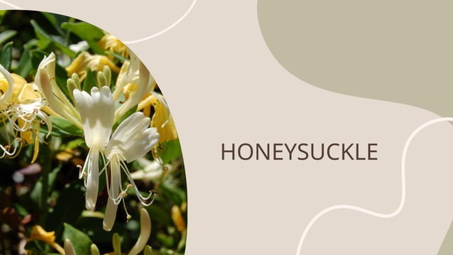 TLE 10-HANDICRAFT (MACRAME AND BASKETRY) | PPTX