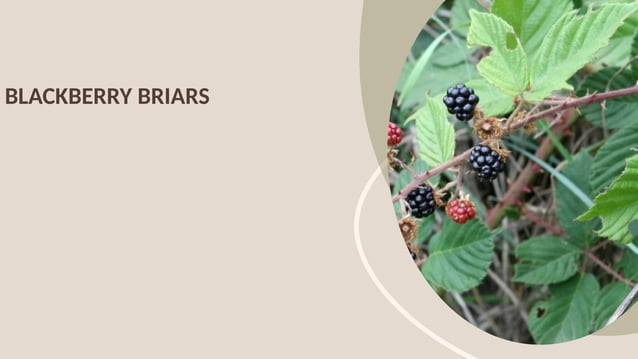 TLE 10-HANDICRAFT (MACRAME AND BASKETRY) | PPTX