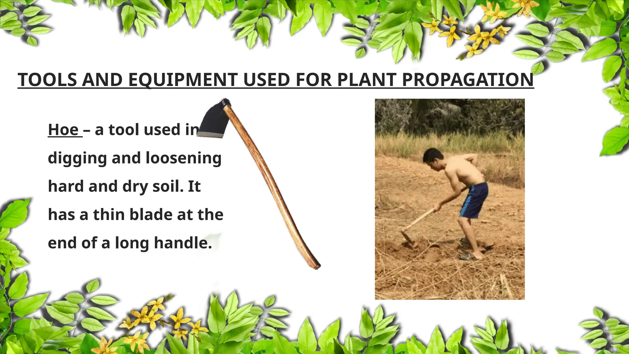 TLE 6 - AGRICULTURE Tools and Equipment for Plant Propagation.pptx