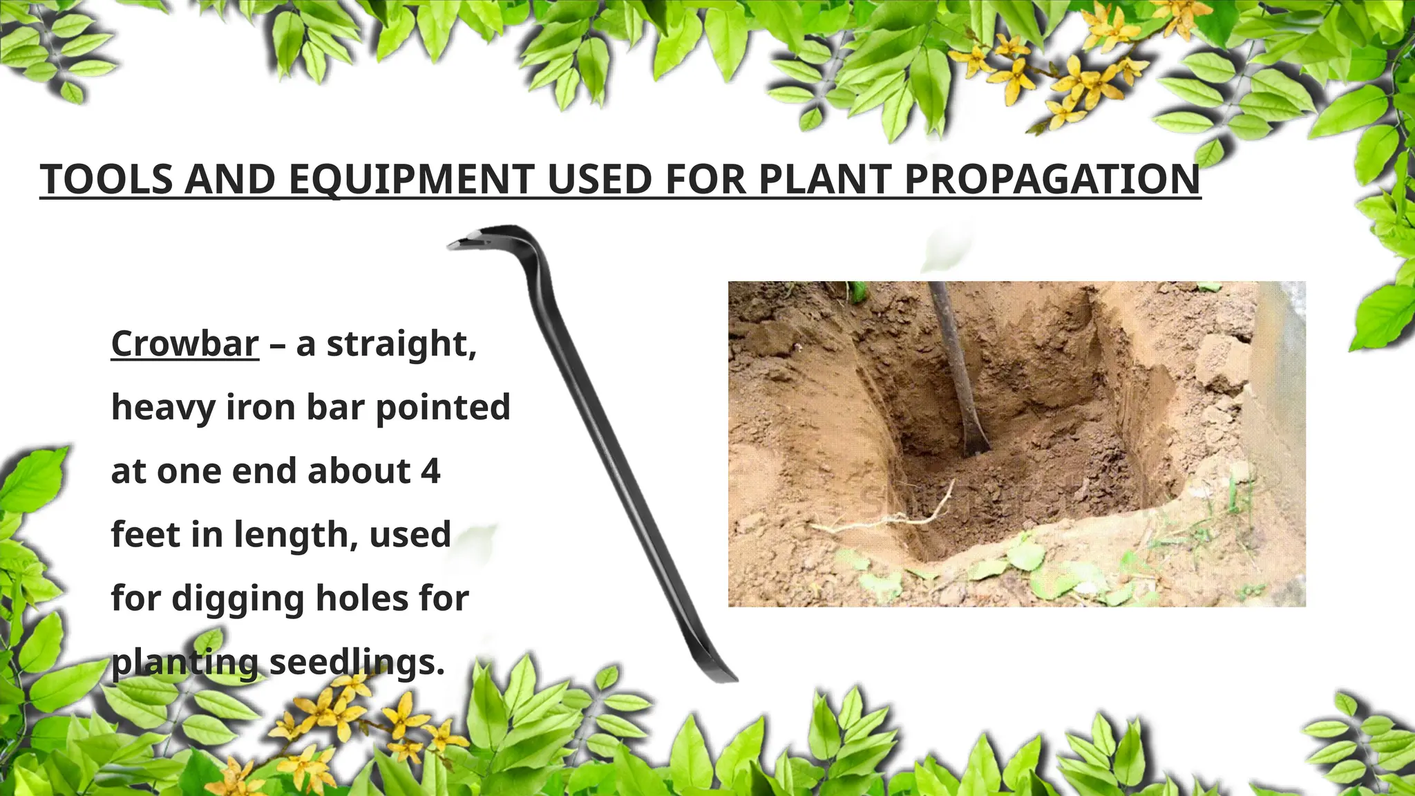 TLE 6 - AGRICULTURE Tools and Equipment for Plant Propagation.pptx