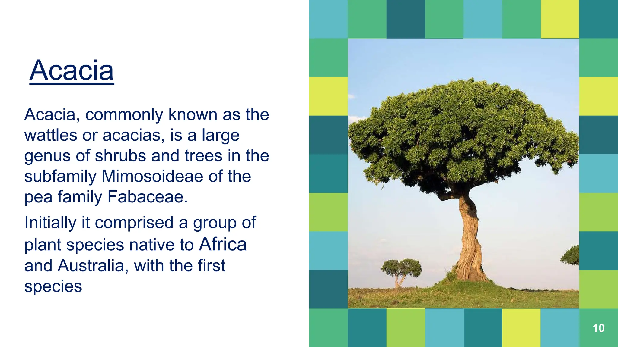 TLE 6 AGRICULTURE WEEK 1-Lesson 1: Importance of Planting Trees and ...
