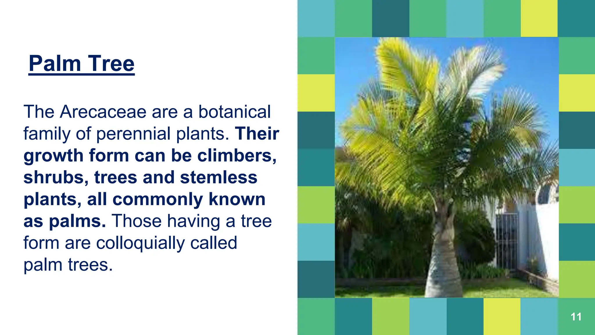 TLE 6 AGRICULTURE WEEK 1-Lesson 1: Importance of Planting Trees and Fruit-Bearing Trees | PPTX