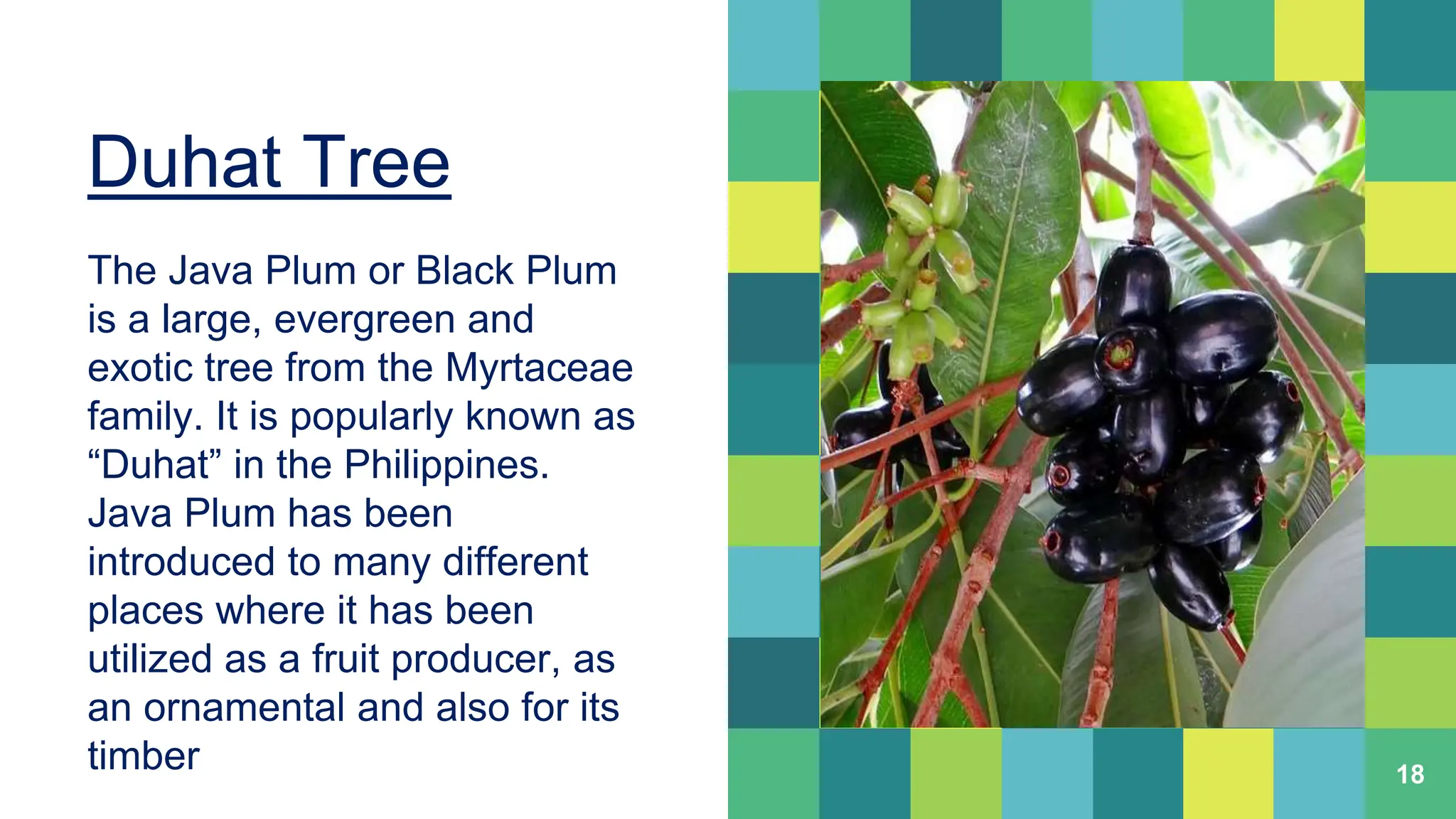 TLE 6 AGRICULTURE WEEK 1-Lesson 1: Importance of Planting Trees and Fruit-Bearing Trees | PPTX