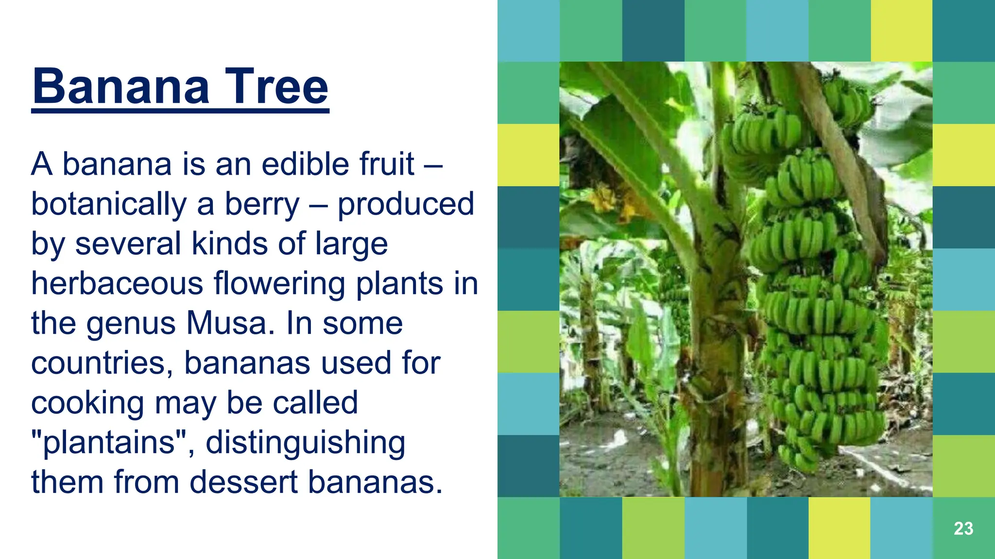 TLE 6 AGRICULTURE WEEK 1-Lesson 1: Importance of Planting Trees and ...