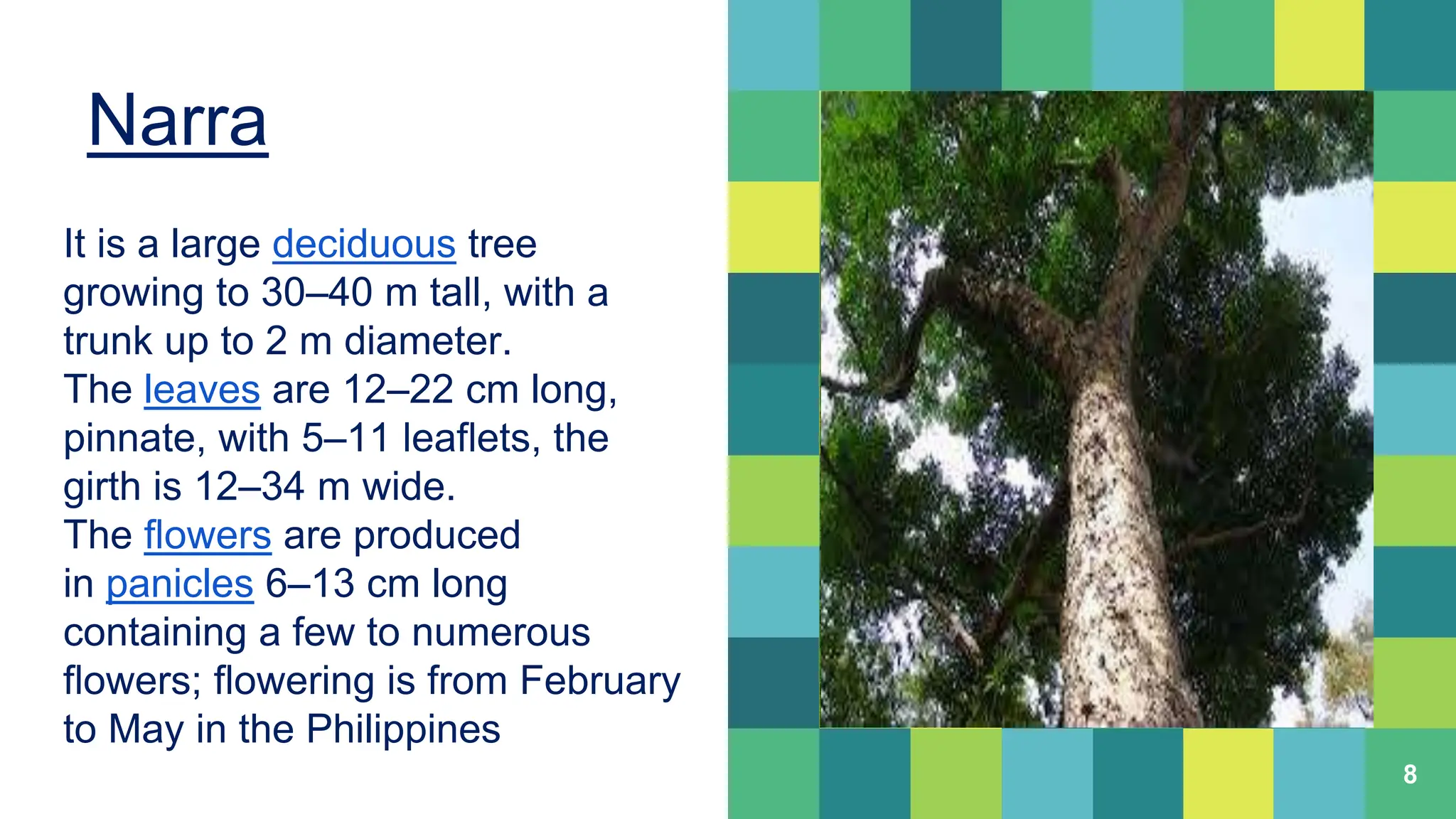 TLE 6 AGRICULTURE WEEK 1-Lesson 1: Importance of Planting Trees and ...