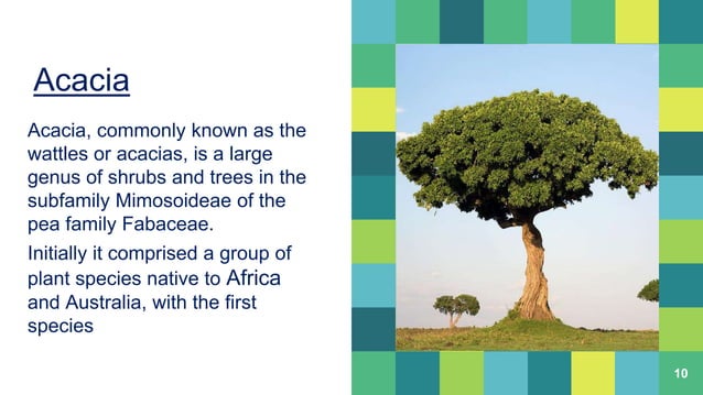 TLE 6 AGRICULTURE WEEK 1-Lesson 1: Importance of Planting Trees and Fruit-Bearing Trees | PPTX ...