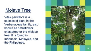 TLE 6 AGRICULTURE WEEK 1-Lesson 1: Importance of Planting Trees and ...