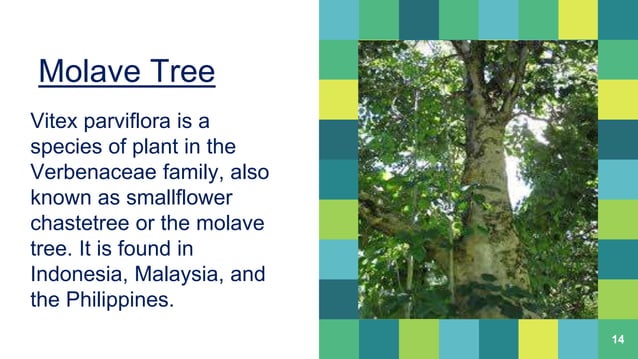 TLE 6 AGRICULTURE WEEK 1-Lesson 1: Importance of Planting Trees and Fruit-Bearing Trees | PPTX ...