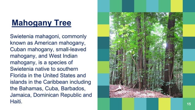 TLE 6 AGRICULTURE WEEK 1-Lesson 1: Importance of Planting Trees and Fruit-Bearing Trees | PPTX ...