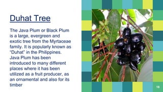 TLE 6 AGRICULTURE WEEK 1-Lesson 1: Importance of Planting Trees and ...