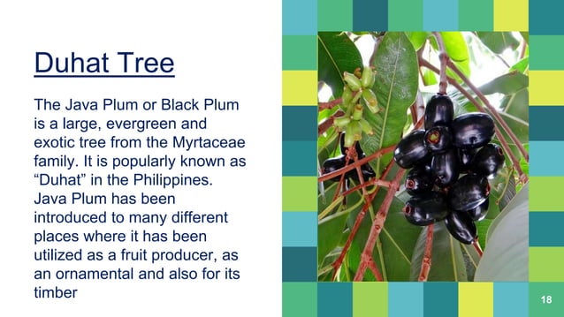 TLE 6 AGRICULTURE WEEK 1-Lesson 1: Importance of Planting Trees and Fruit-Bearing Trees | PPTX ...