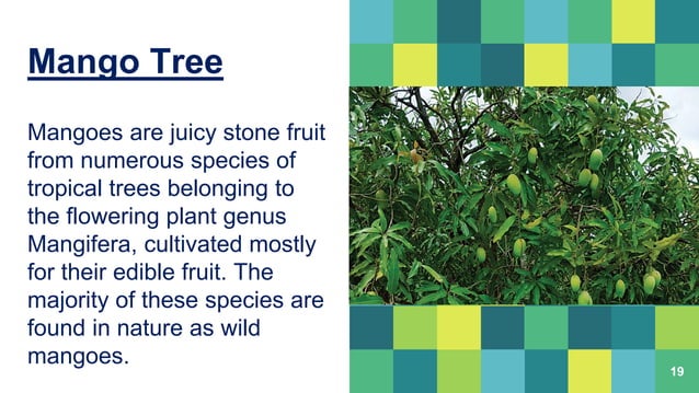 TLE 6 AGRICULTURE WEEK 1-Lesson 1: Importance of Planting Trees and Fruit-Bearing Trees | PPTX ...