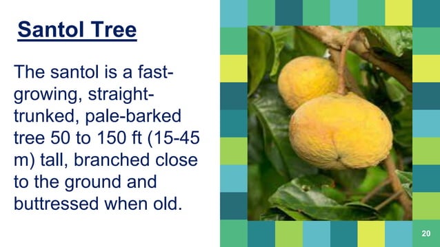 TLE 6 AGRICULTURE WEEK 1-Lesson 1: Importance of Planting Trees and Fruit-Bearing Trees | PPTX ...