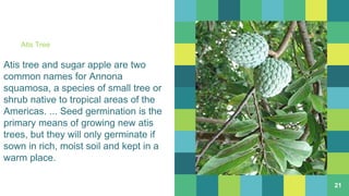 TLE 6 AGRICULTURE WEEK 1-Lesson 1: Importance of Planting Trees and ...