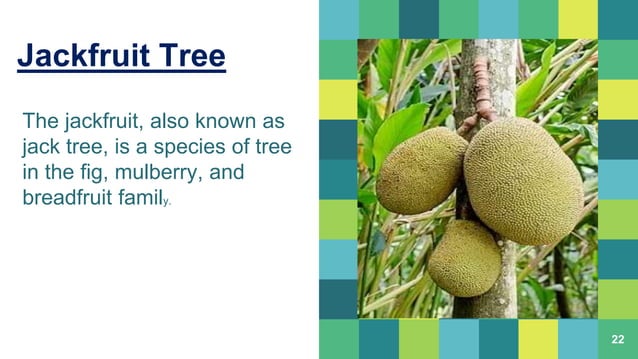 TLE 6 AGRICULTURE WEEK 1-Lesson 1: Importance of Planting Trees and Fruit-Bearing Trees | PPTX ...