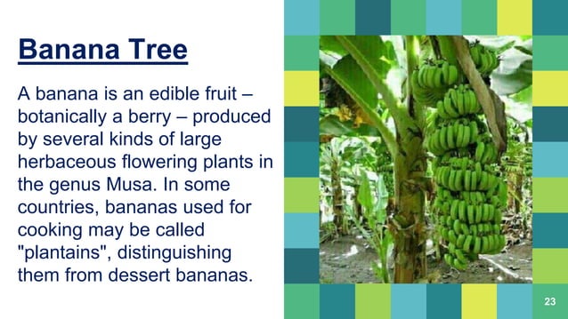 TLE 6 AGRICULTURE WEEK 1-Lesson 1: Importance of Planting Trees and Fruit-Bearing Trees | PPTX ...