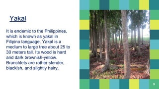 TLE 6 AGRICULTURE WEEK 1-Lesson 1: Importance of Planting Trees and ...