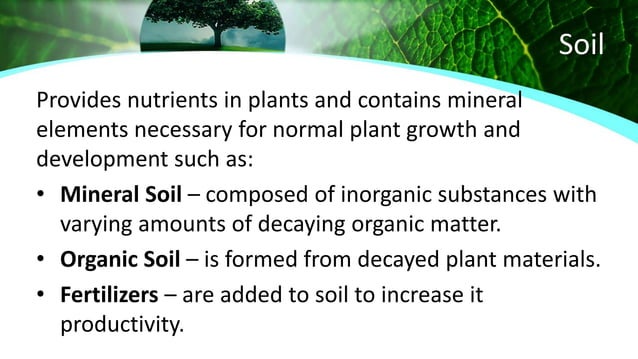 Agricultural-TLE Trees | PPTX