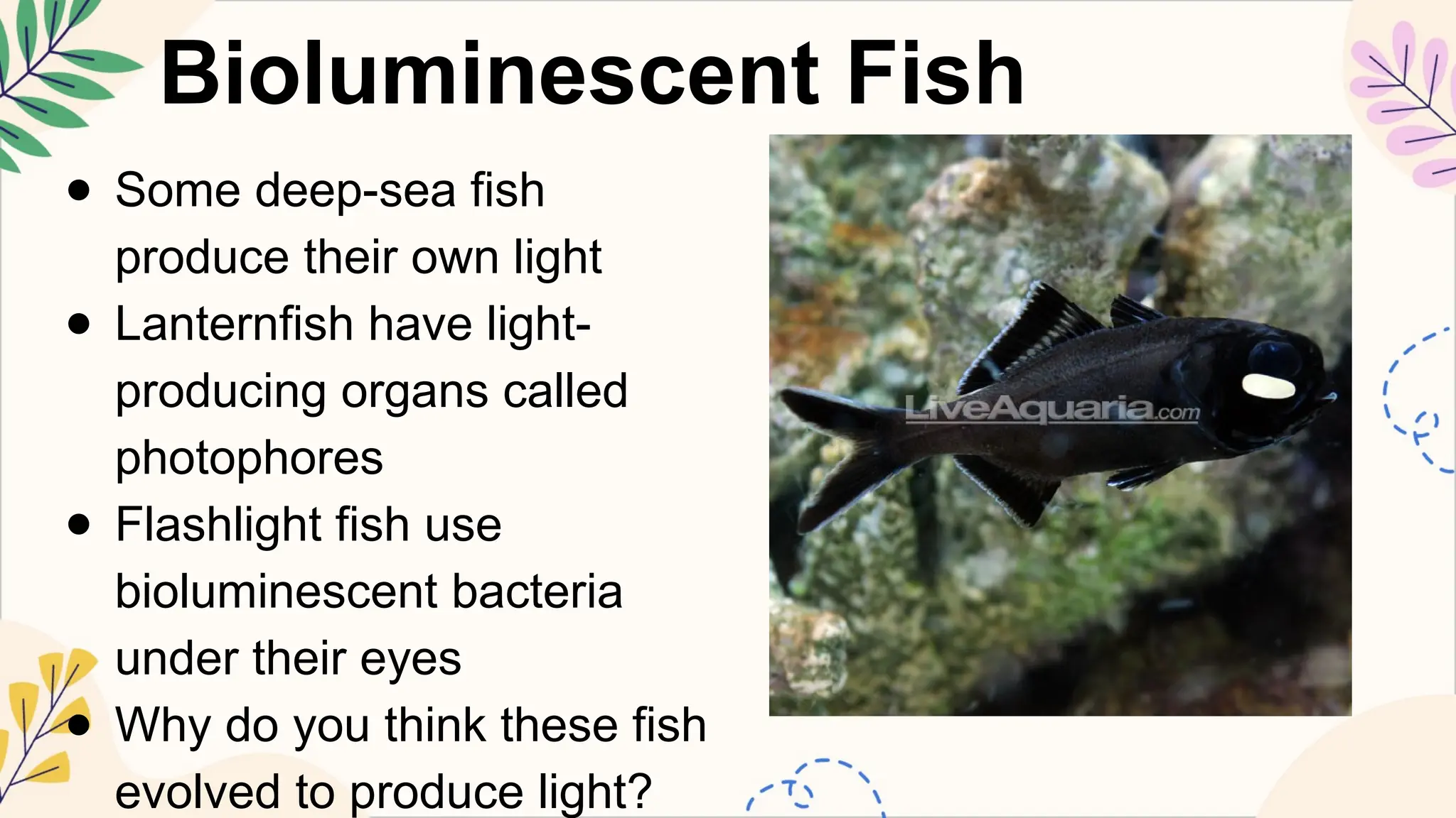 TLE 8 Q2 6. discuss fish species in the Philippines.pptx
