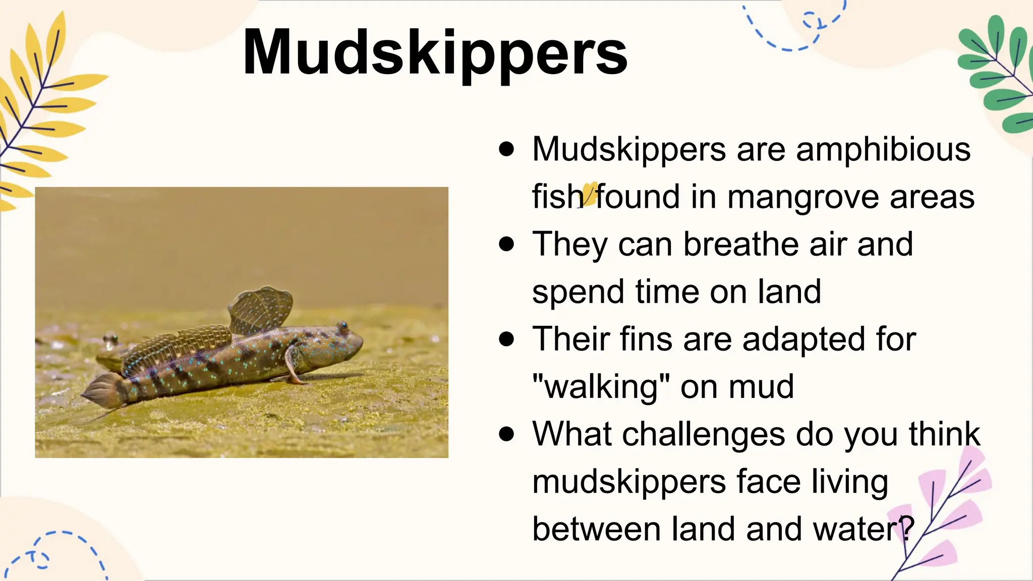 TLE 8 Q2 6. discuss fish species in the Philippines.pptx