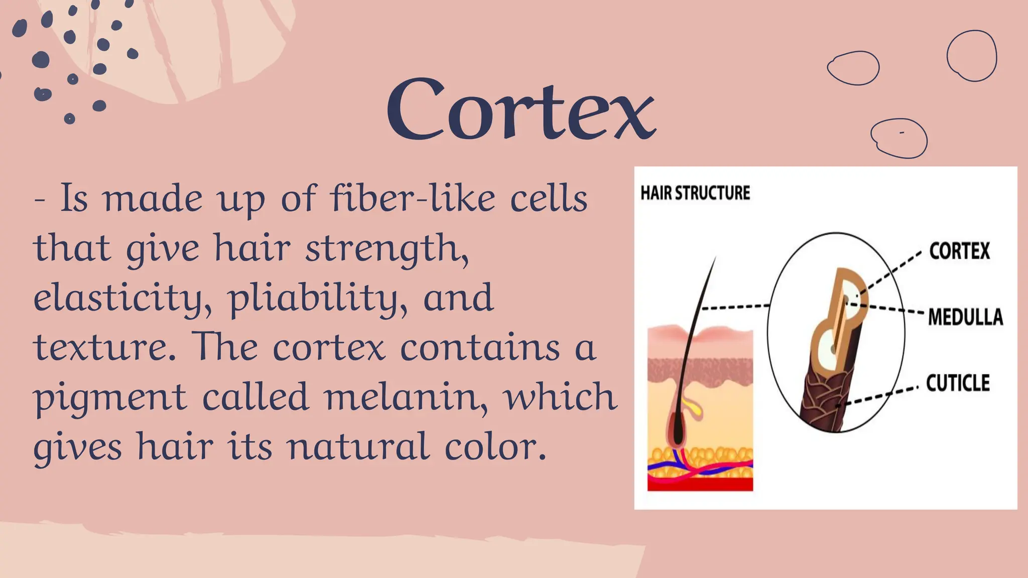 Lesson 4 Structure and growth cycle of the hair and the importance of a ...