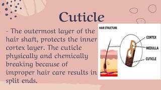Lesson 4 Structure and growth cycle of the hair and the importance of a ...