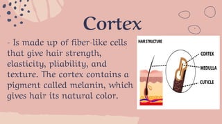 Lesson 4 Structure and growth cycle of the hair and the importance of a ...