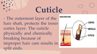 Lesson 3 structure and growth hair cycle | PPTX