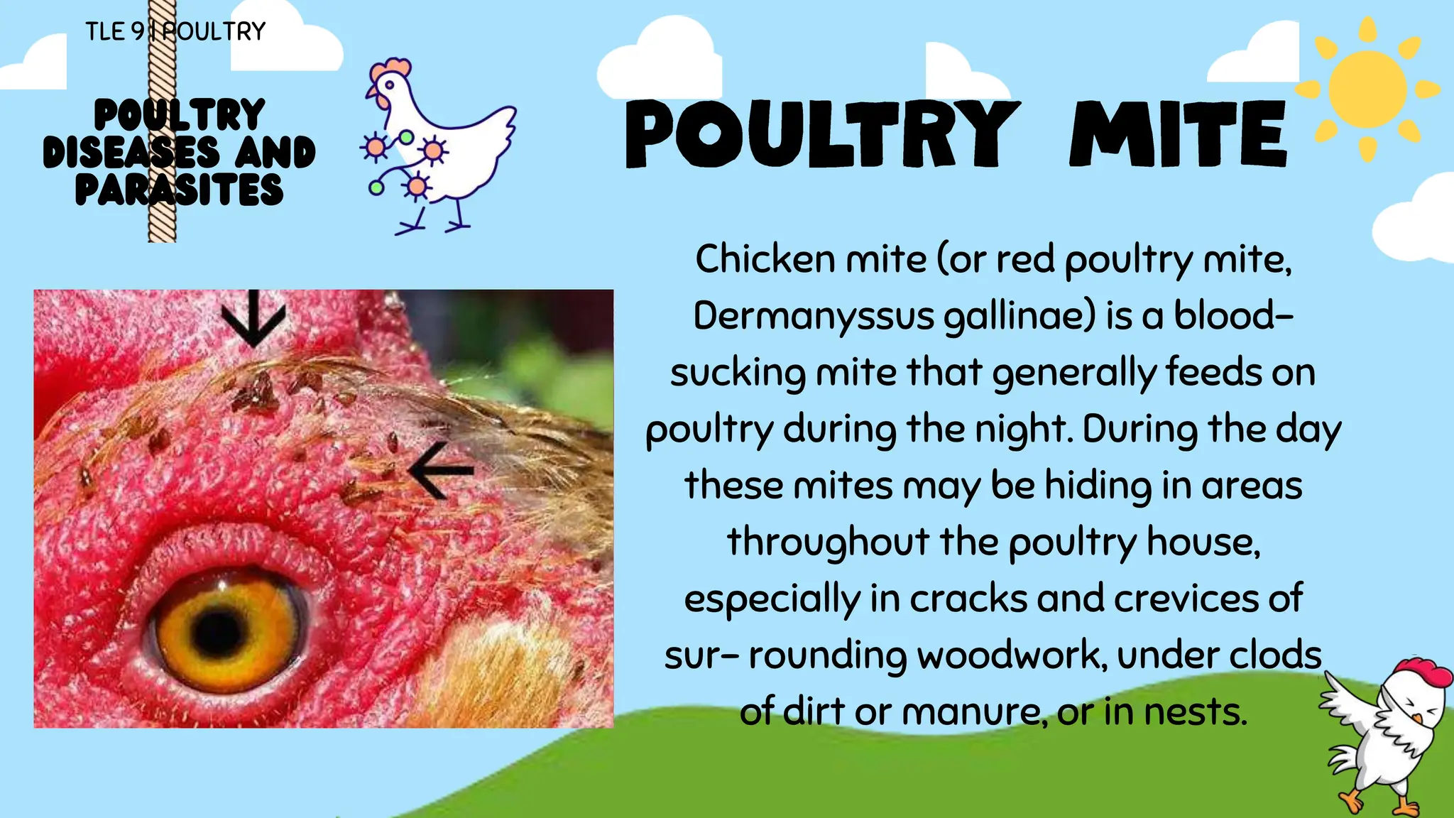 TLE 9 poultry diseases and parasites.pptx