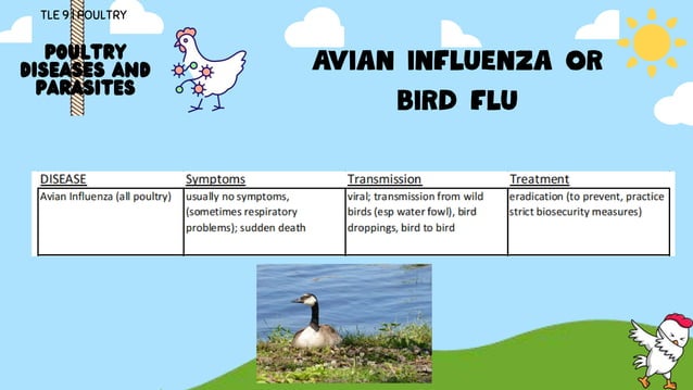 TLE 9 poultry diseases and parasites.pptx