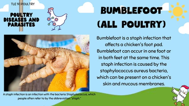 TLE 9 poultry diseases and parasites.pptx