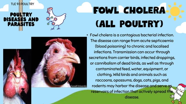 TLE 9 poultry diseases and parasites.pptx