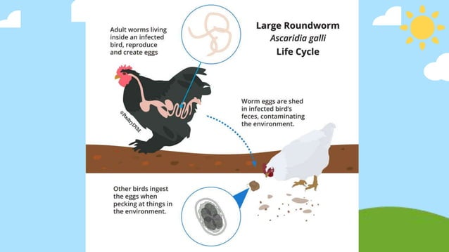TLE 9 poultry diseases and parasites.pptx