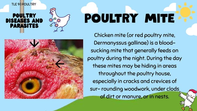 TLE 9 poultry diseases and parasites.pptx