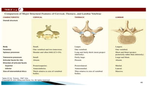 THORACOLUMBAR SPINE INJURIES | PPTX