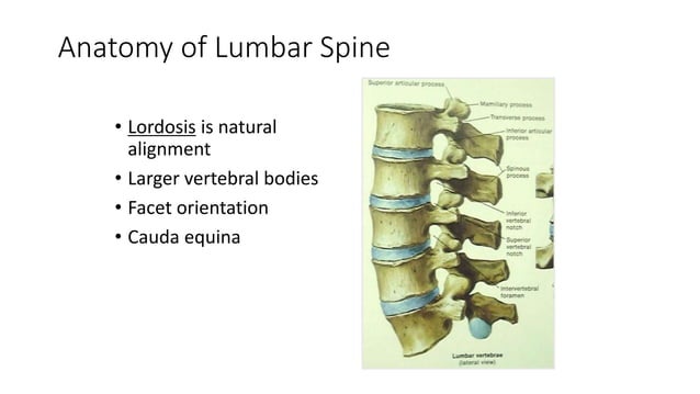 THORACOLUMBAR SPINE INJURIES | PPTX