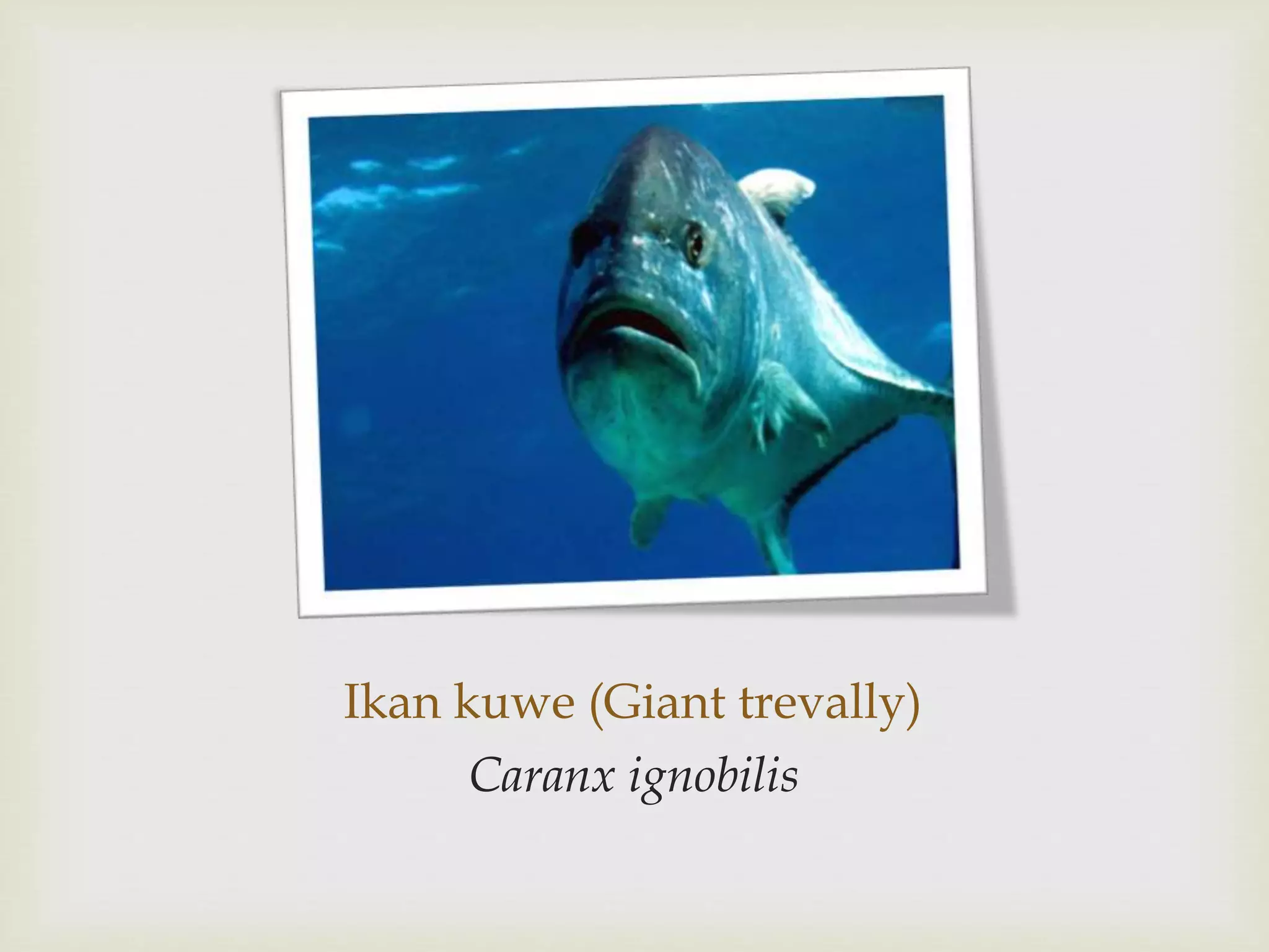 Tli (ikan kuwe(tli syarif hidayatullah-135080201111018-p04)) | PPT