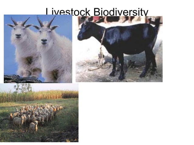 Tlm presentation final | PPT