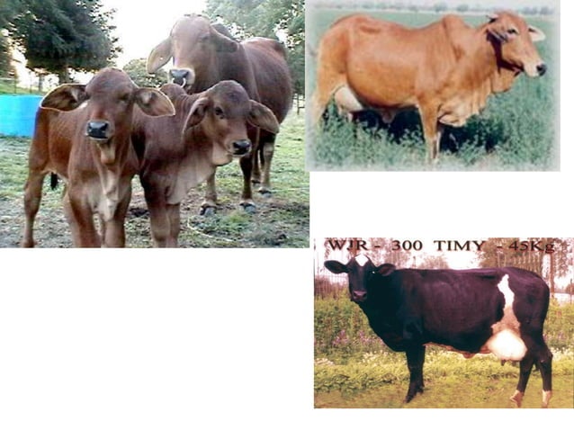 Tlm presentation final | PPT