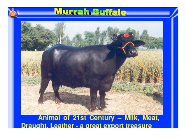 Tlm presentation final | PPT