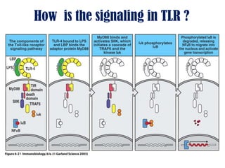 TLR | PPTX | Genetics | Science