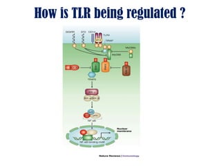 TLR | PPTX | Genetics | Science