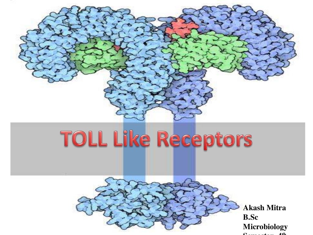 TOLL like Receptor