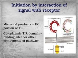 TLR - Kashmeera | PPT