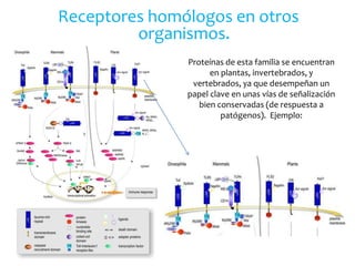 TLR -Toll Like Receptors | PPTX